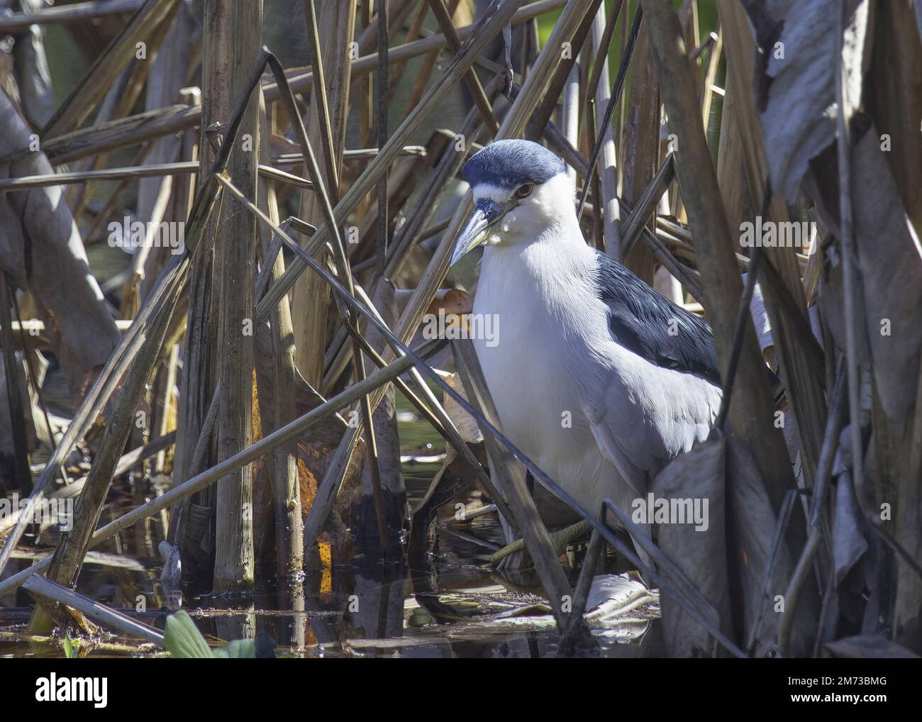 Black crowned night heron partially hi-res stock photography and images ...