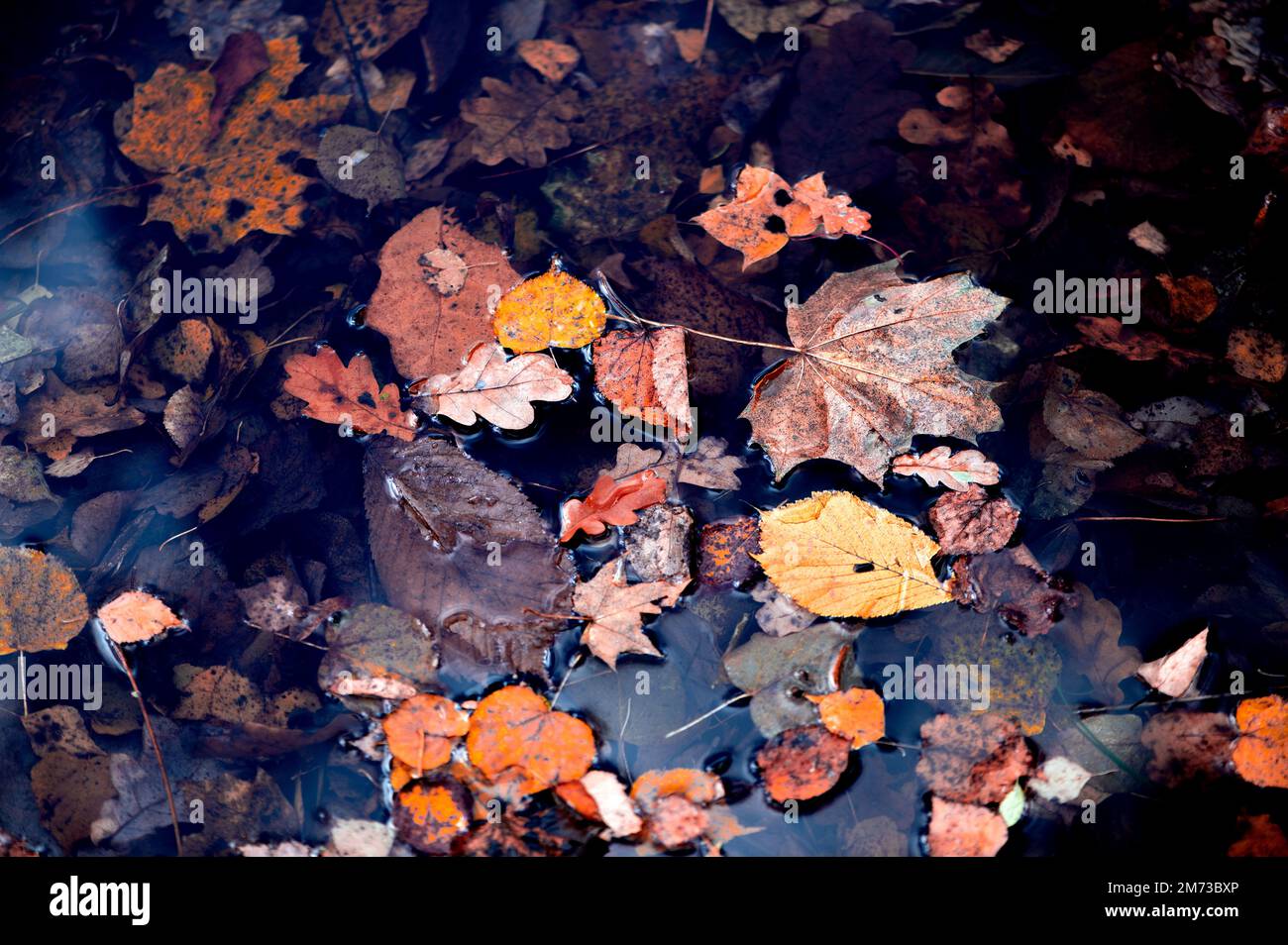 Orange-yellow autumn leaves float in the water in close-up. Colorful ...