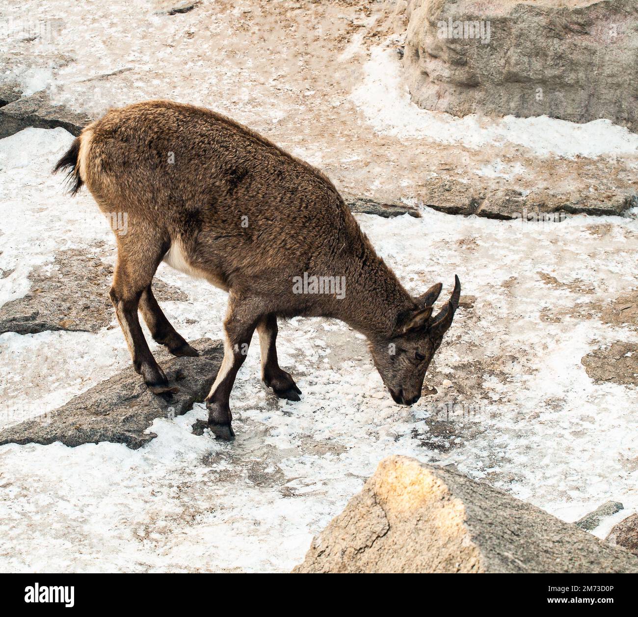 She goat hi-res stock photography and images - Alamy