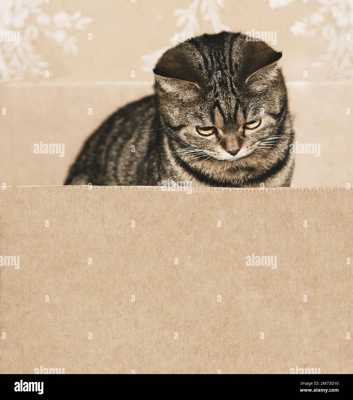british cat kitten sitting in empty cardboard box and looking for text ...