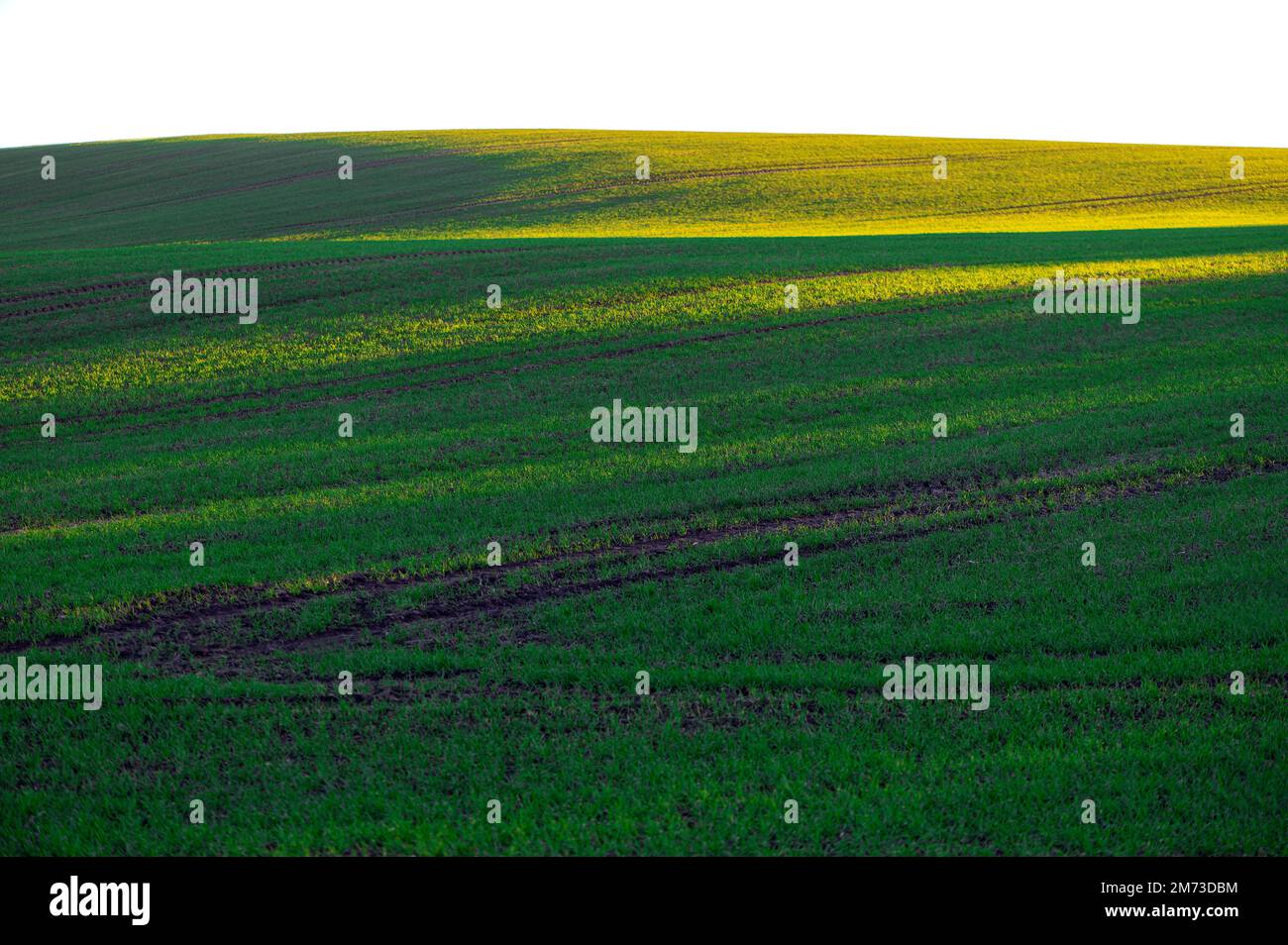 Yellow sunlight lines on green field, abstract clean countryside ...