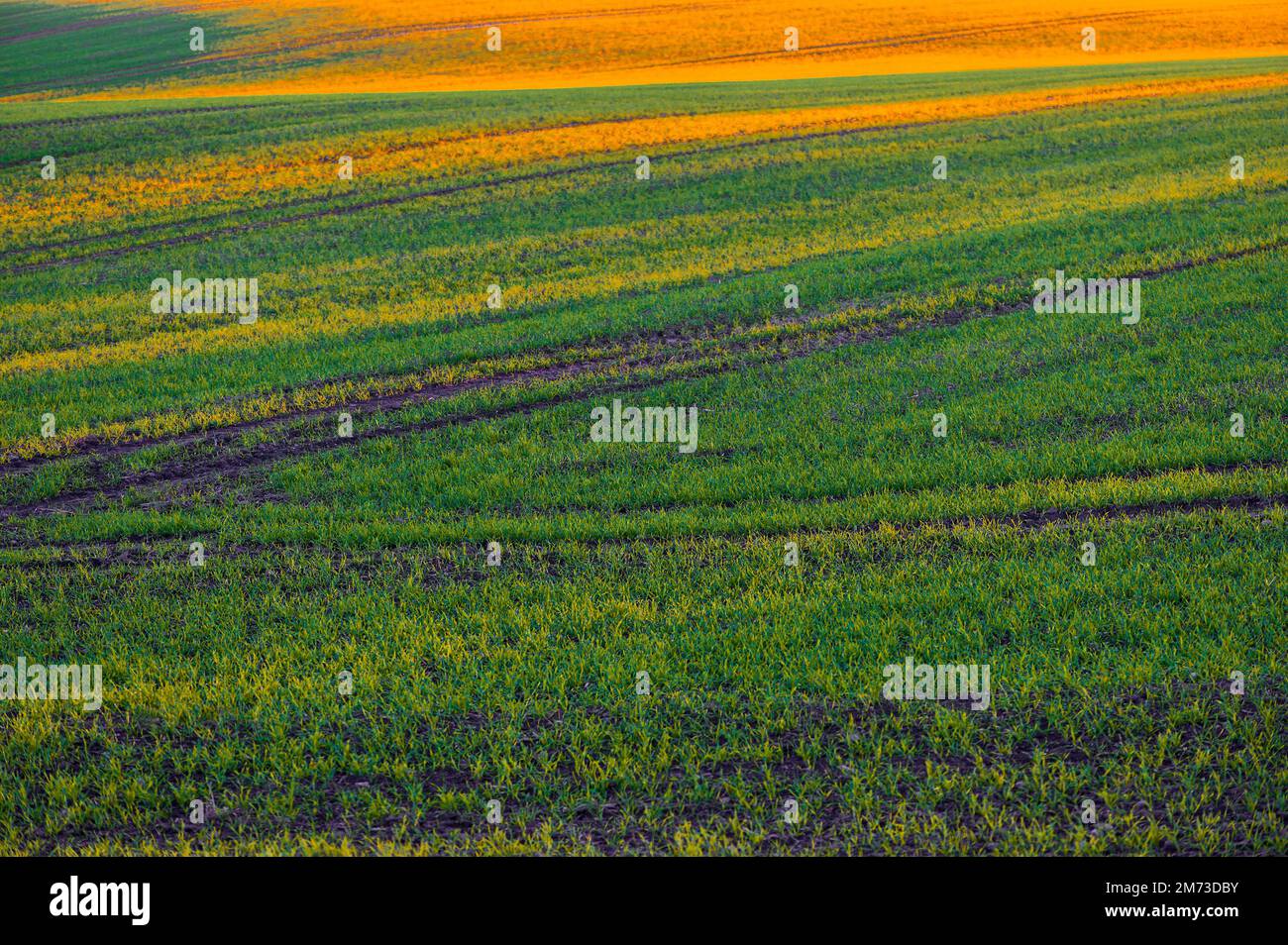 Yellow sunlight lines on green field, abstract clean countryside ...