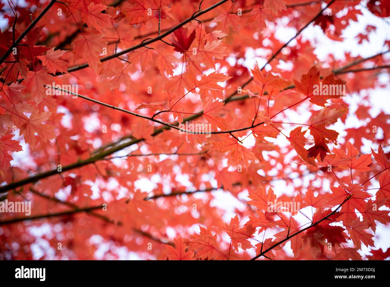 A closeup shot of orange red autumn leaves on tree branches Stock Photo ...