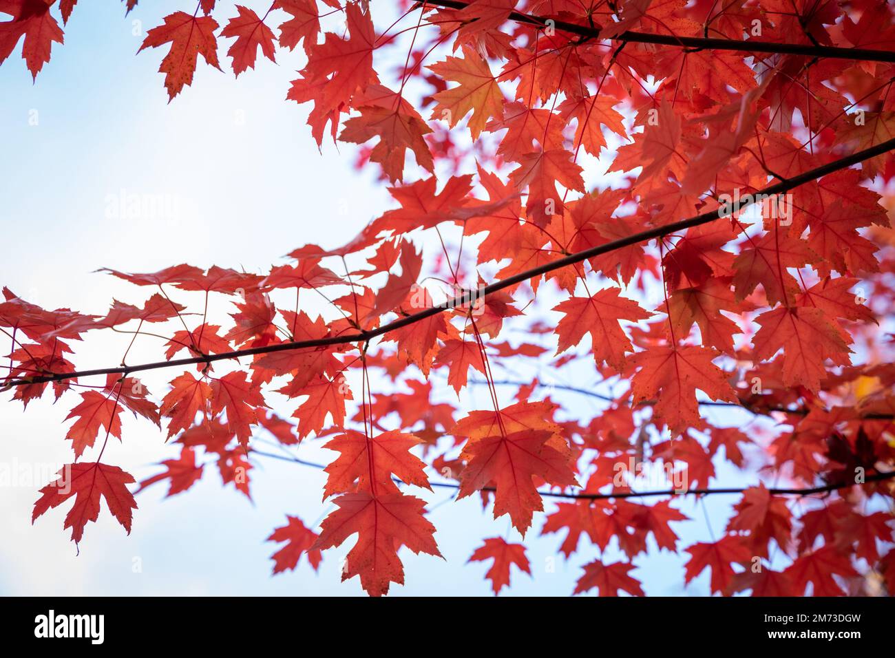 A closeup shot of orange red autumn leaves on tree branches Stock Photo ...