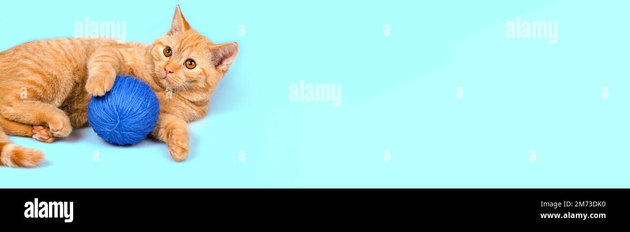 Ginger kitten with blue ball of yarn on blue background. Horizontal ...