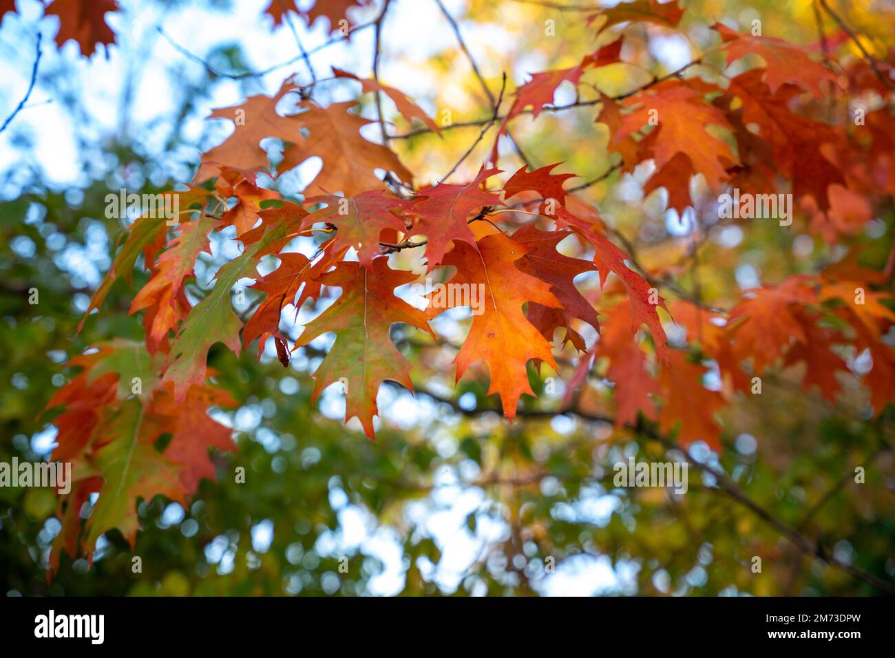 A closeup shot of orange red autumn leaves on tree branches Stock Photo ...