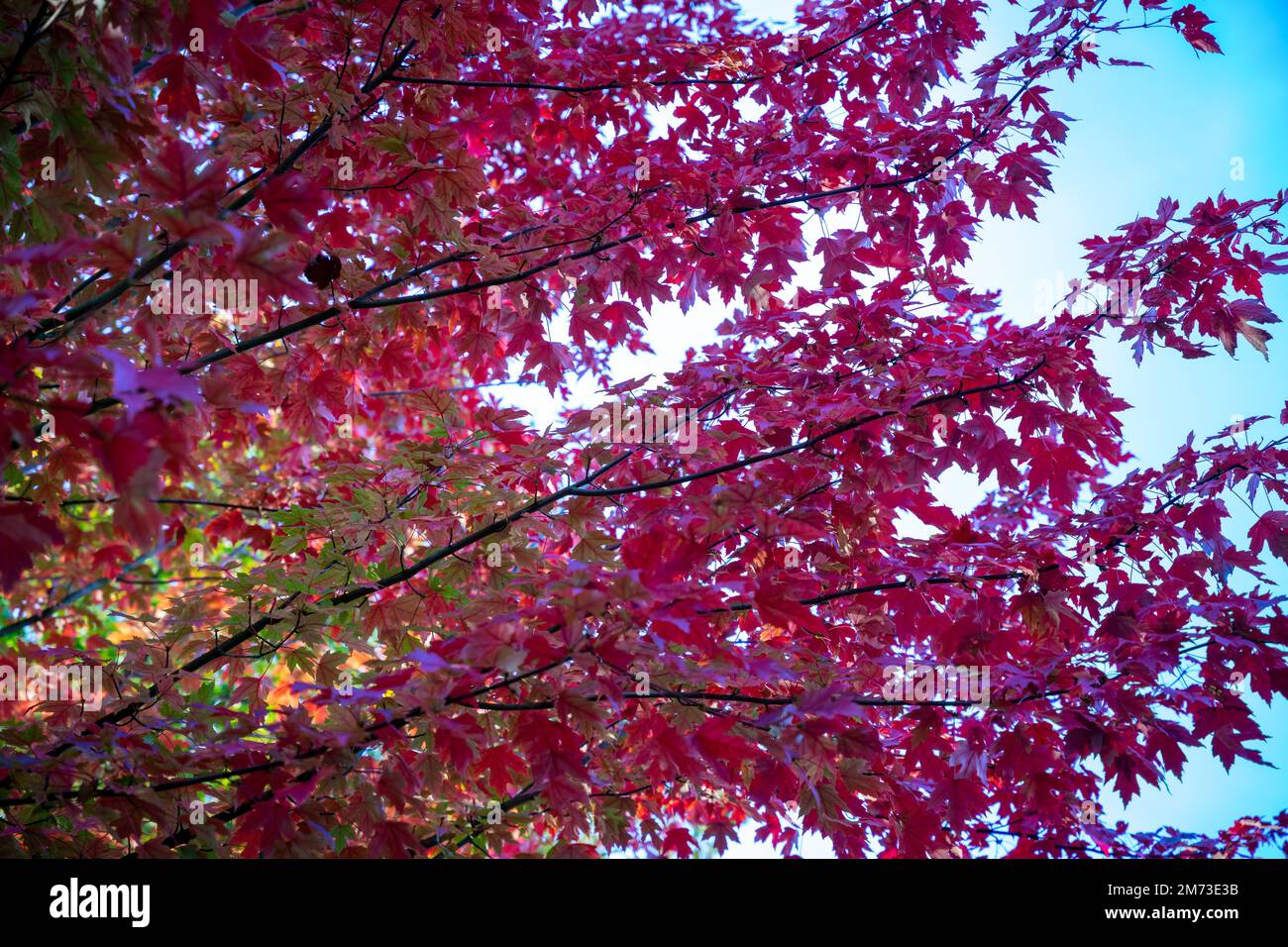 A low angle shot of autumn tree branches with red leaves Stock Photo ...