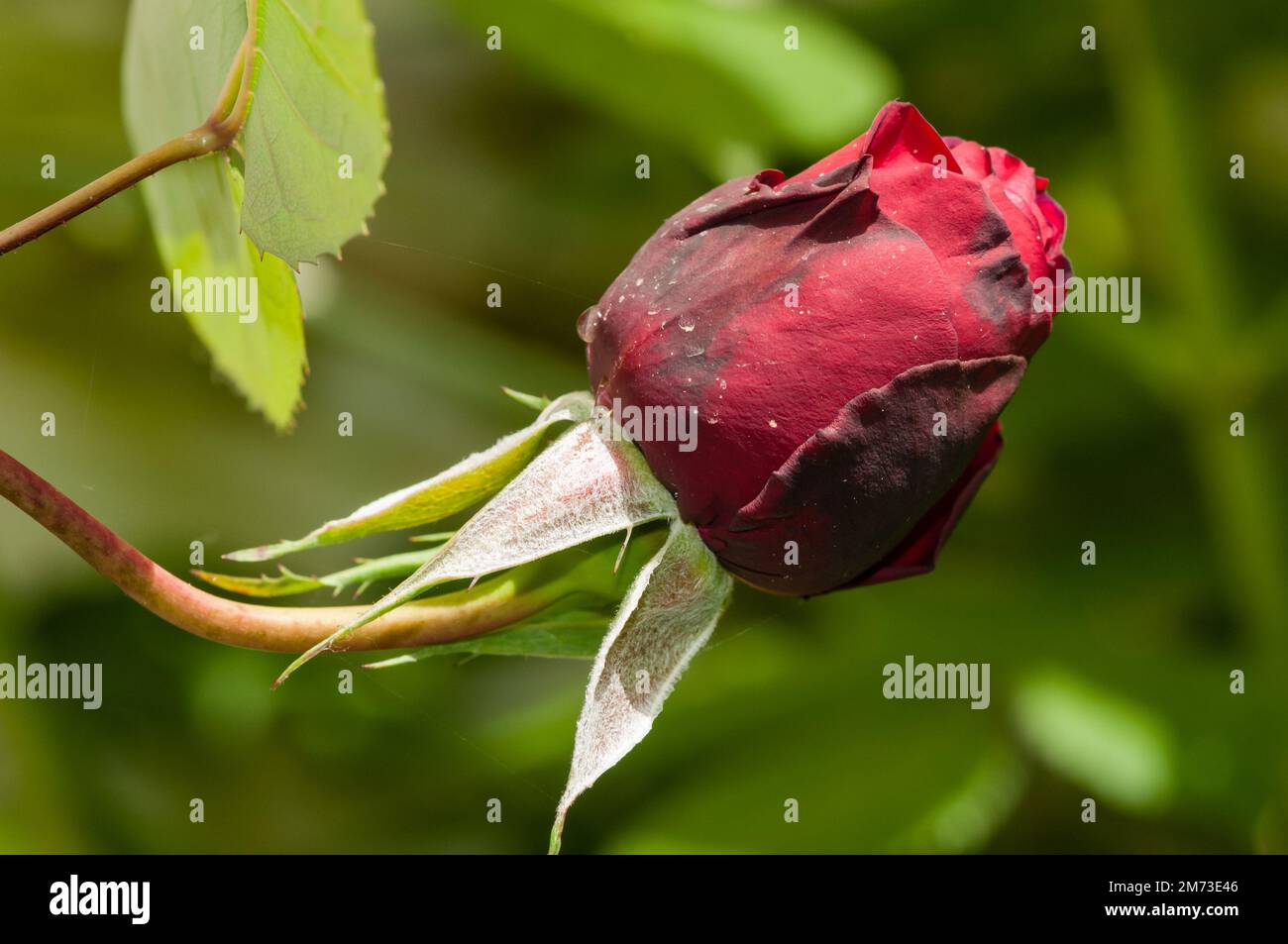 Real red rose hi-res stock photography and images - Alamy