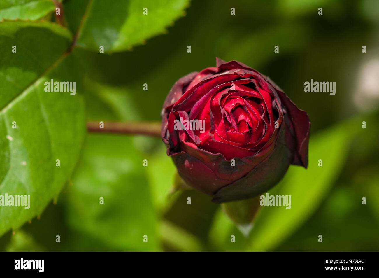 Garden red rose close hi-res stock photography and images - Alamy