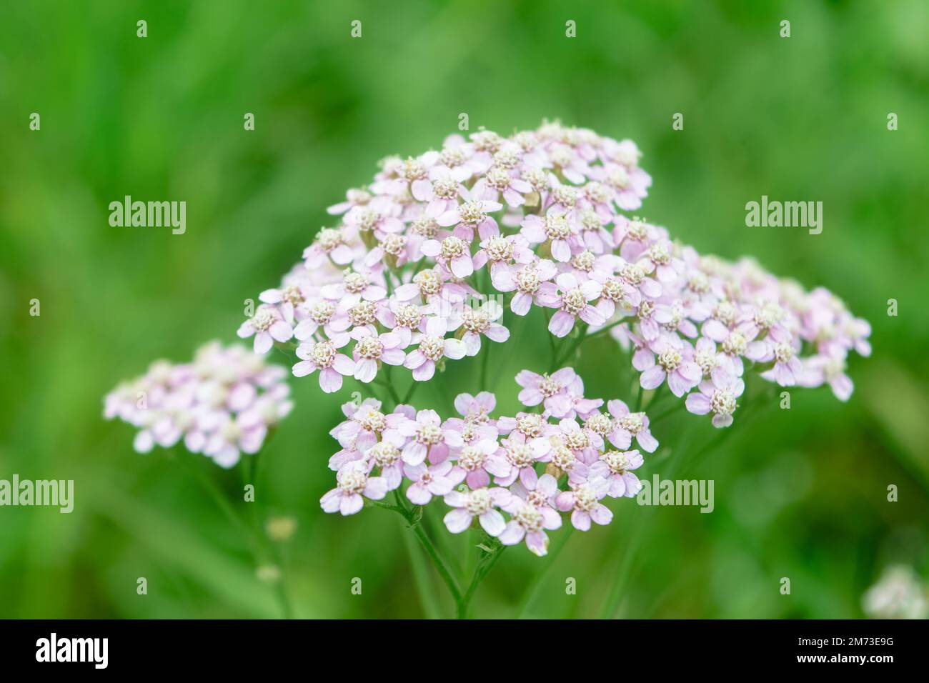 Common yarrow Achillea millefolium white flowers close up, floral ...