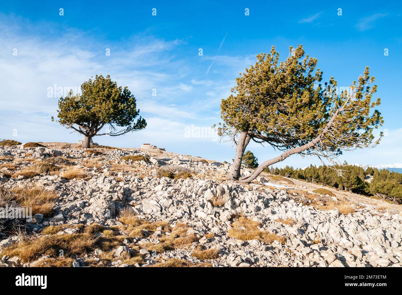 Pinus mugo uncinata hi-res stock photography and images - Alamy