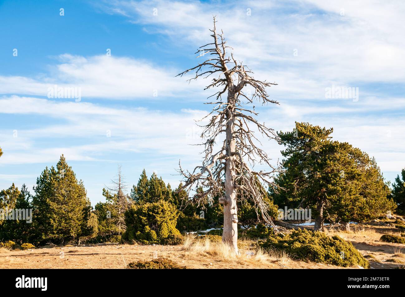 bog pine, Pinus uncinata, Cap de Boumort, Serra de Boumort, Pre ...