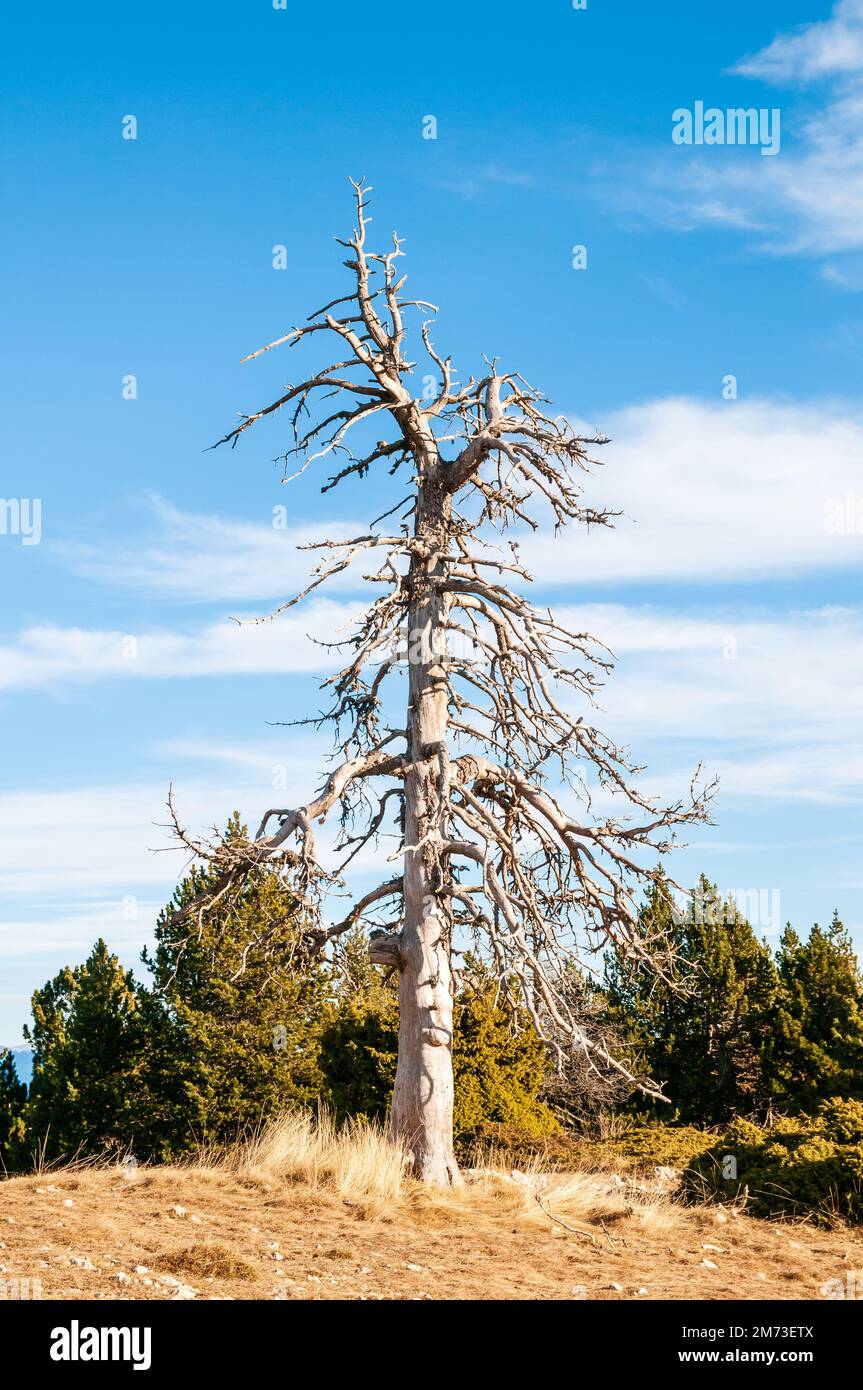 bog pine, Pinus uncinata, Cap de Boumort, Serra de Boumort, Pre ...