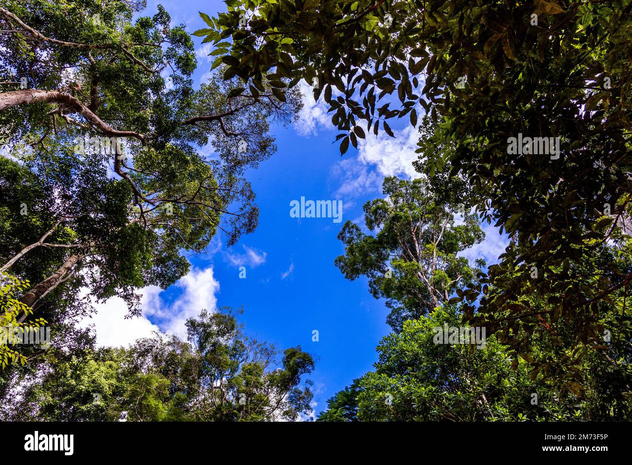 Manaus, Brazil. 02nd Jan, 2023. Trees standing in the Amazon rainforest ...