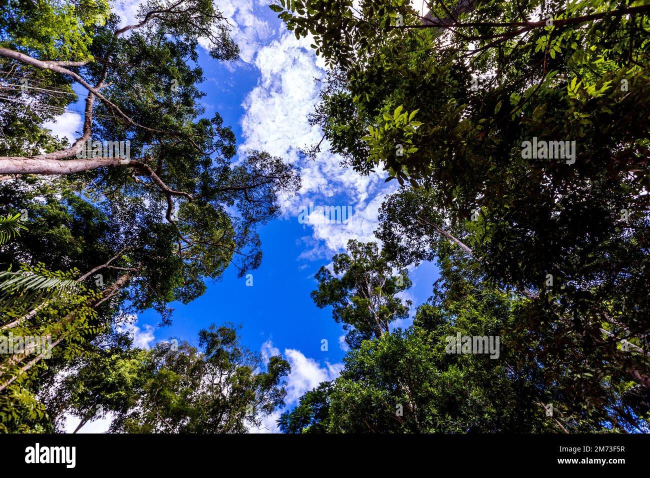 Manaus, Brazil. 02nd Jan, 2023. Trees standing in the Amazon rainforest ...