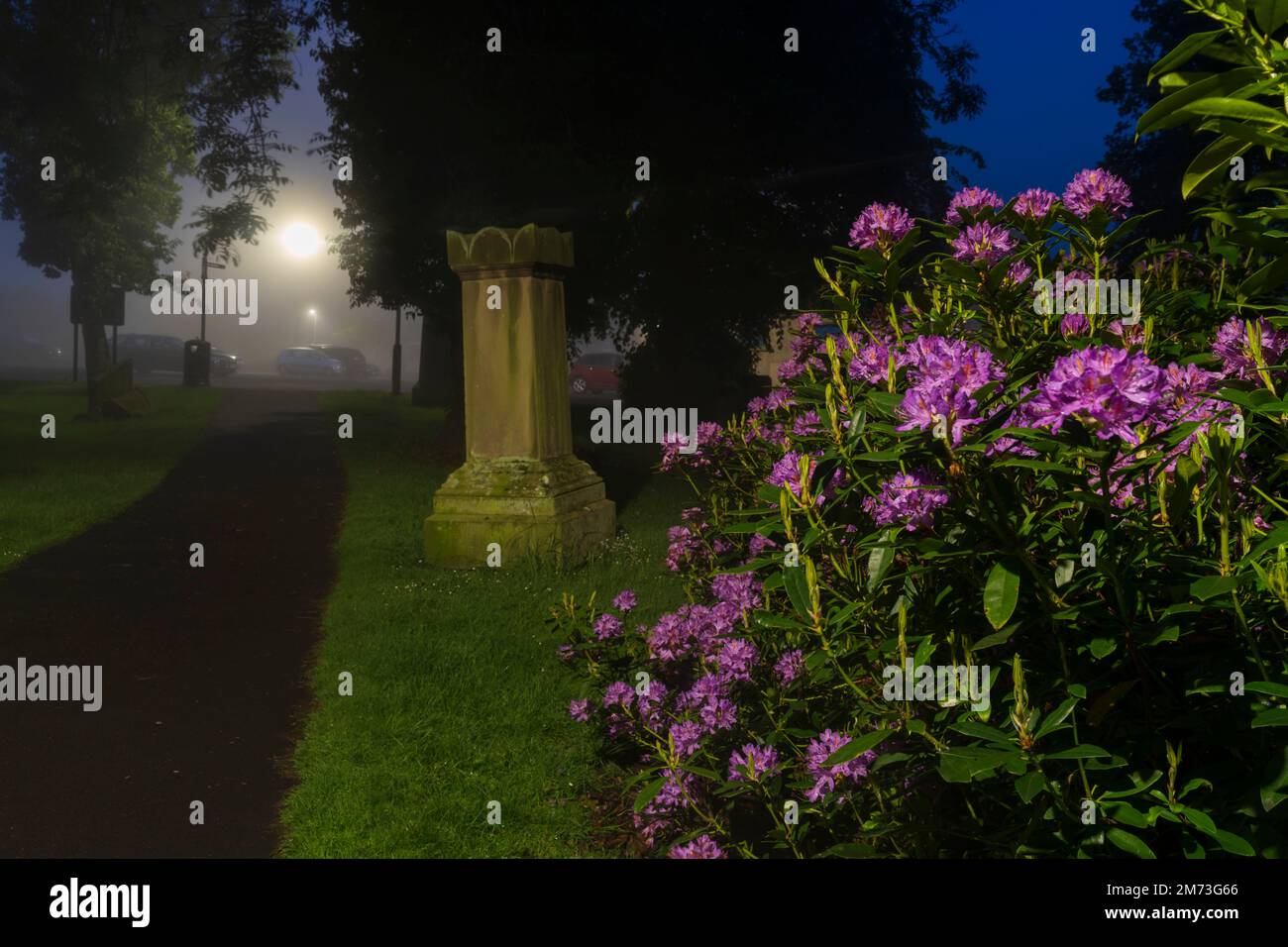 Churchyard at night with mist and rhododendrons, June Stock Photo - Alamy