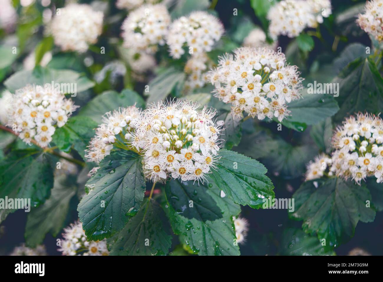 Close up of Spring Flowering Spireas Spiraea betulifolia . Tor spirea ...