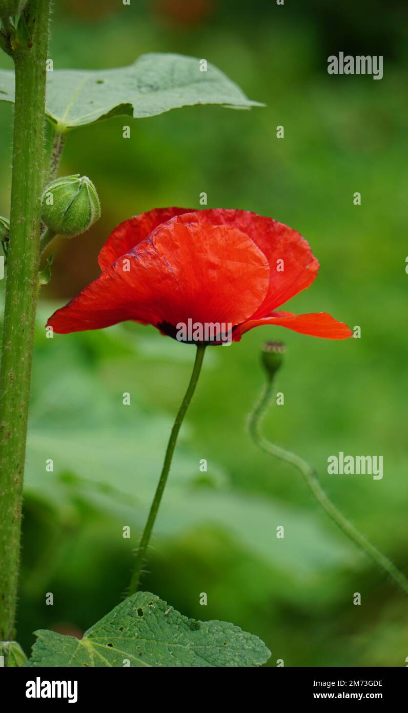 Cute poppy in spring with a green background Stock Photo - Alamy