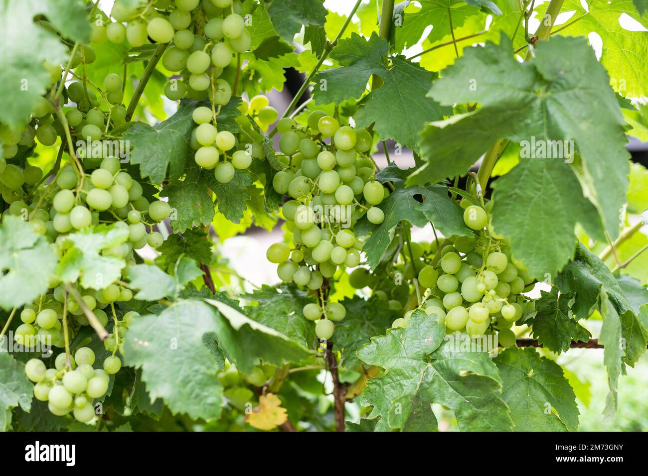 Fresh Green grapes on vine. Summer sun lights. Defocus picture Stock ...