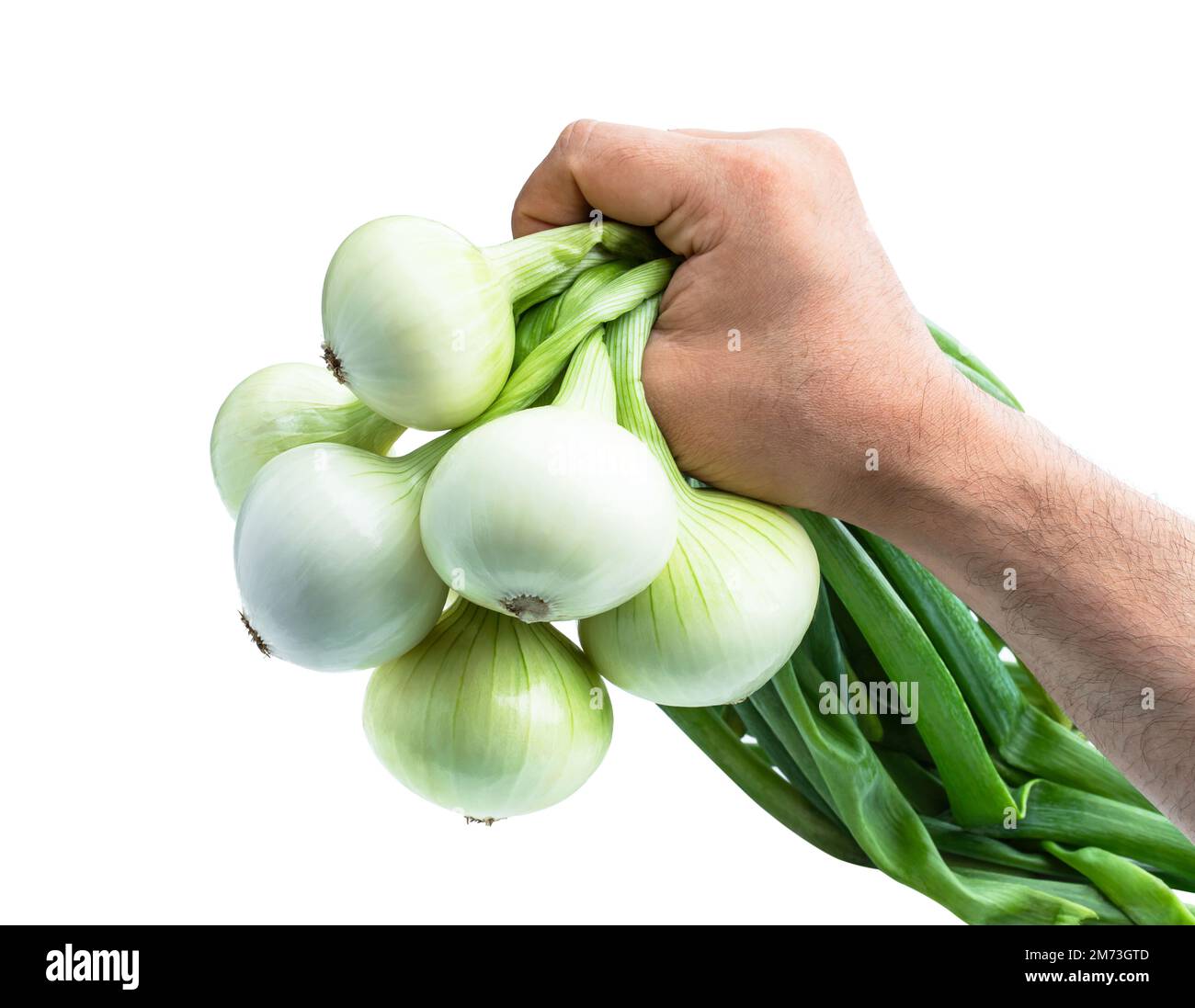 mens hand holding a bunch of freshly harvested onion isolated on white ...
