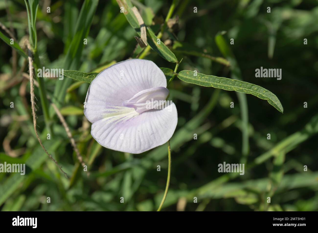 Spurred butterfly pea flower hi-res stock photography and images - Alamy