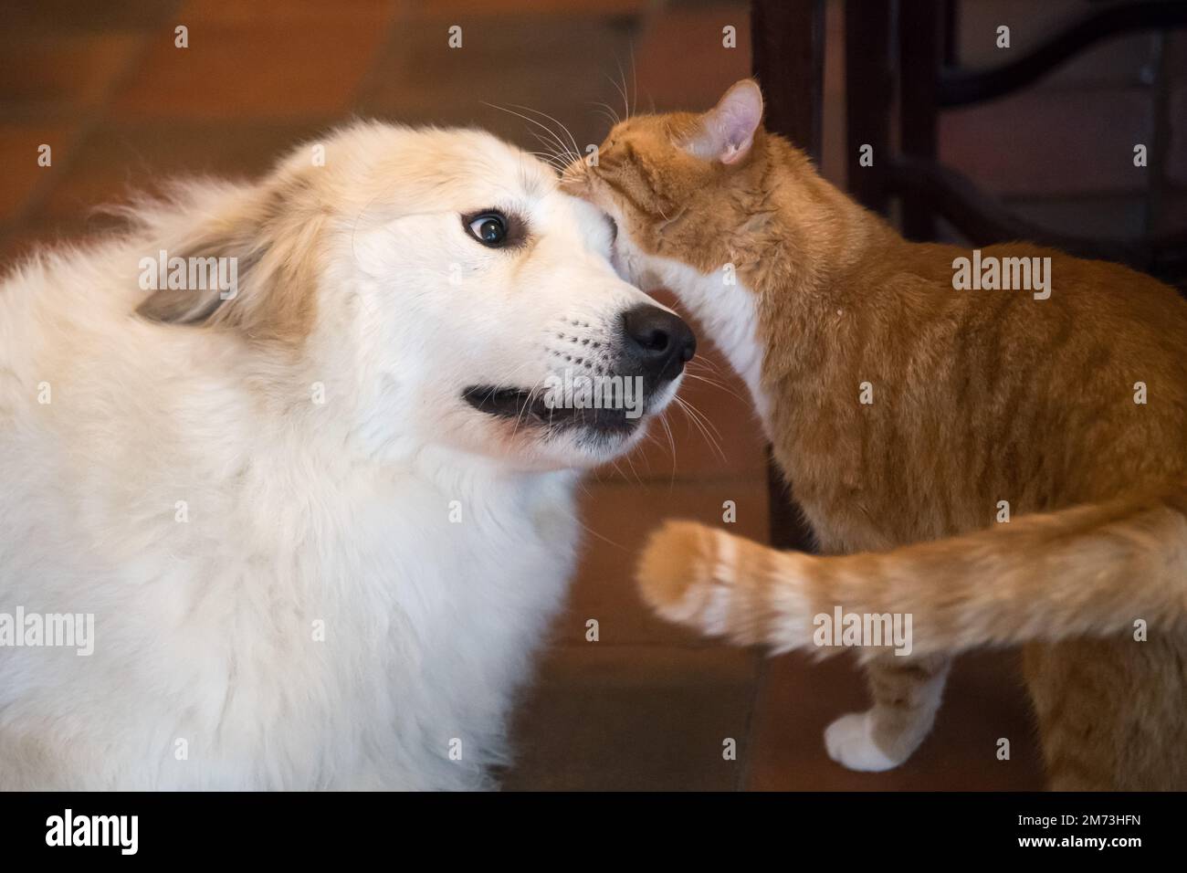 Dog and cat playing together © Wojciech Strozyk / Alamy Stock Photo ...