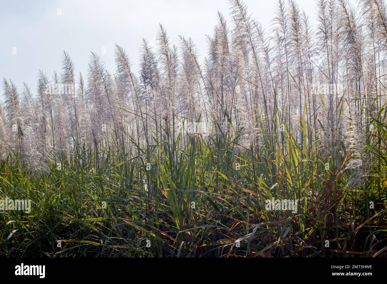 Sugar cane plants hi-res stock photography and images - Alamy