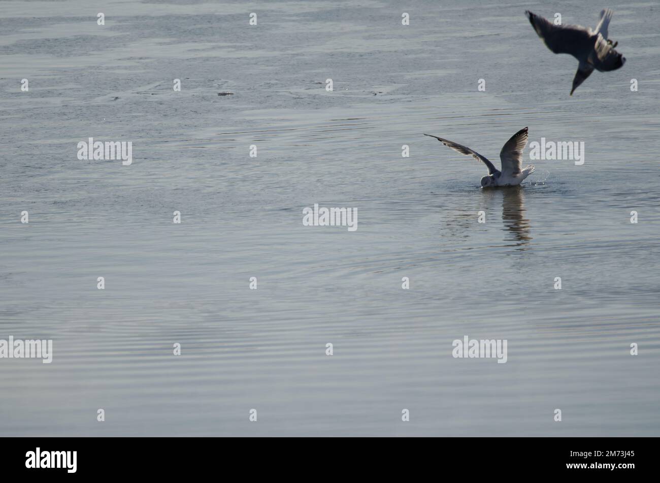 Common gulls Larus canus with winter plumage fishing. Kushiro River ...