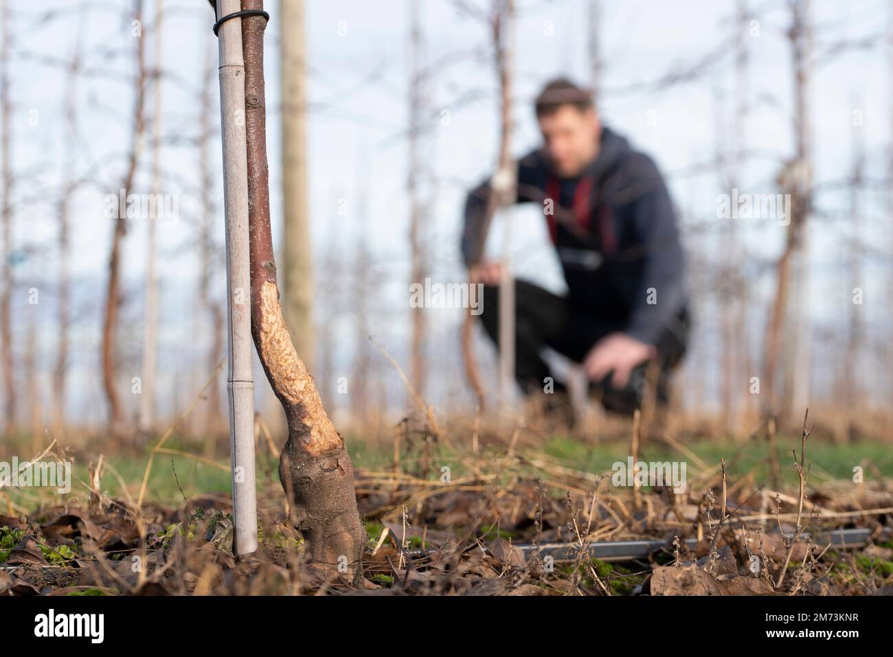 07 January 2023, Saxony-Anhalt, Sülzetal: Fruit grower Thomas Malik ...