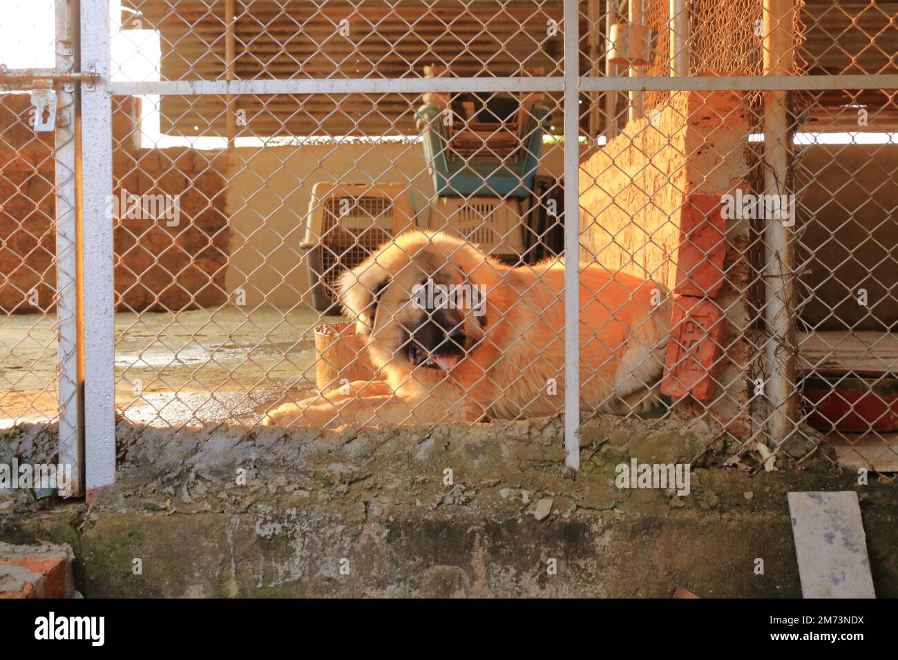dogs in a Shelter for homeless dogs, india Stock Photo - Alamy