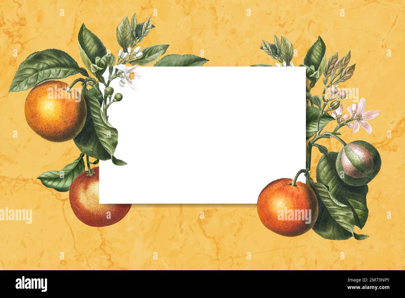 Blank tropical orange card vector Stock Vector Image & Art - Alamy