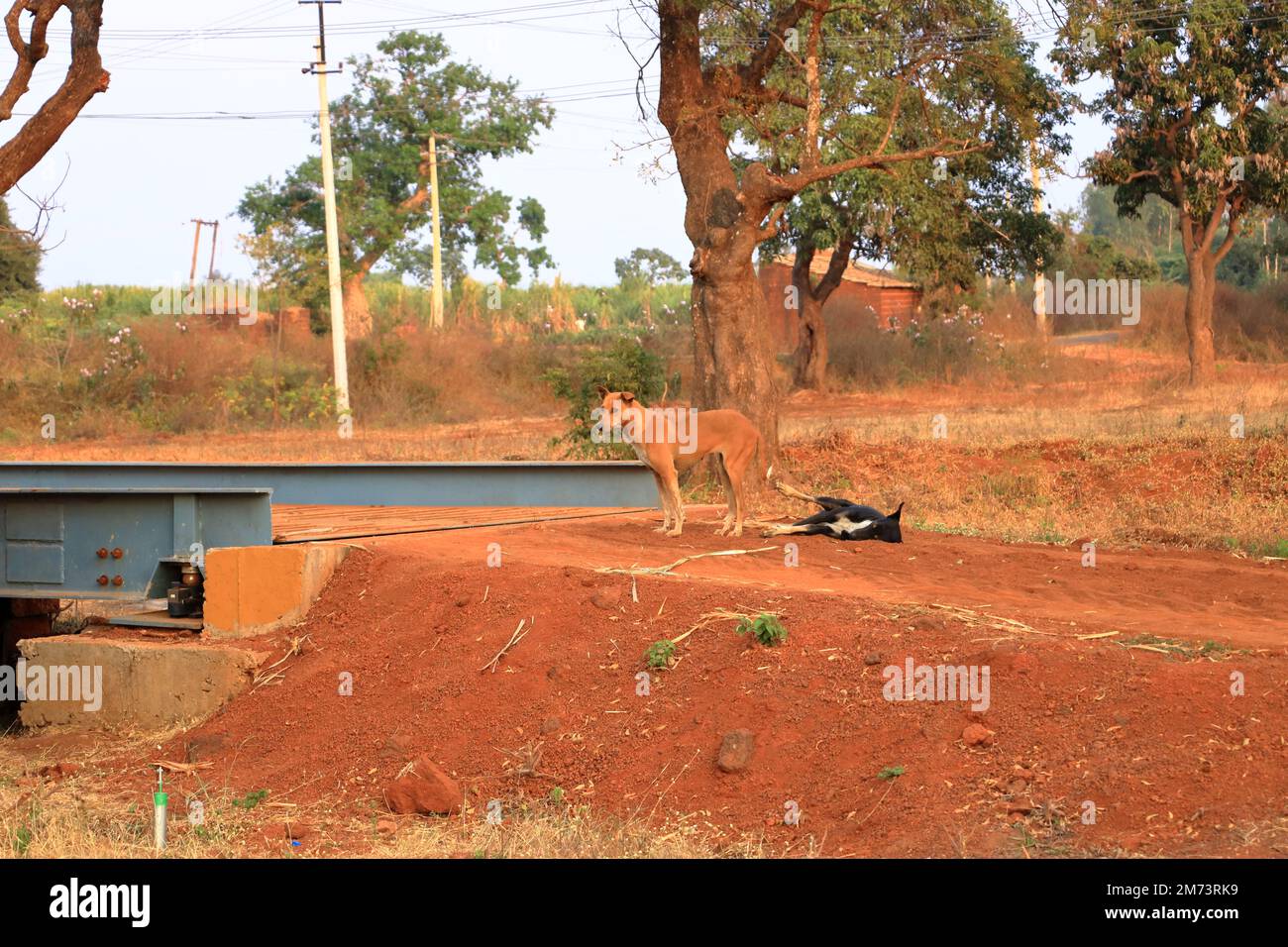 dogs in a Shelter for homeless dogs, india Stock Photo - Alamy