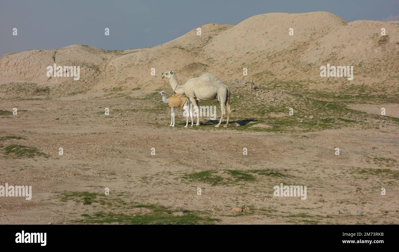 White Camels in the Desert. Mom and baby camels. Kuwait Desert Stock ...