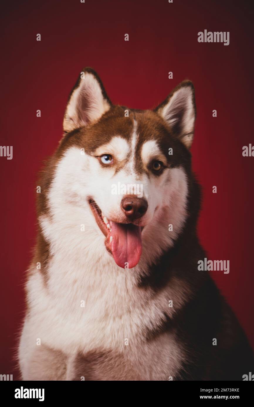 A vertical portrait of adorable goofy Siberian Husky with the tongue ...