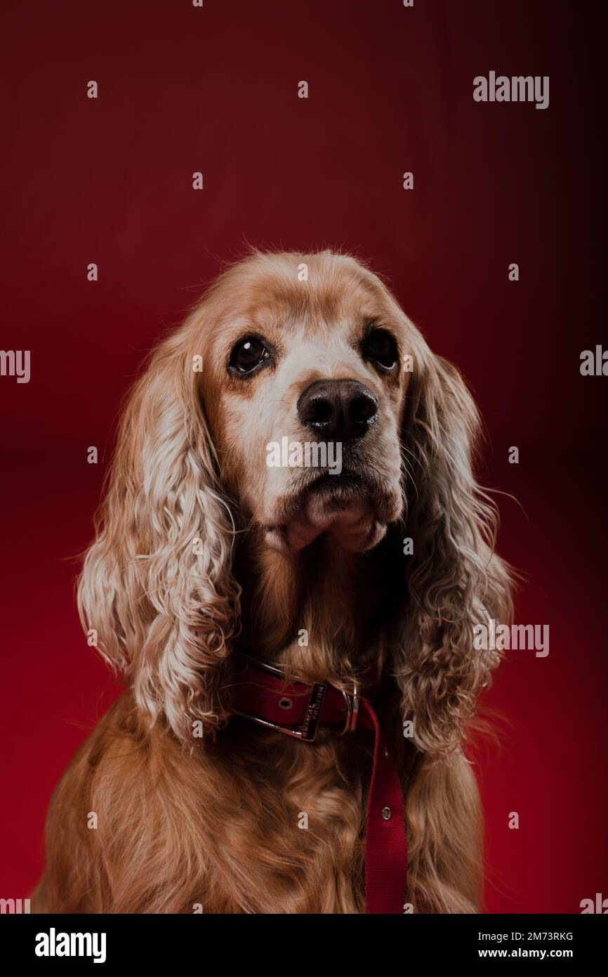 A vertical portrait of adorable brown English Cocker Spaniel dog ...