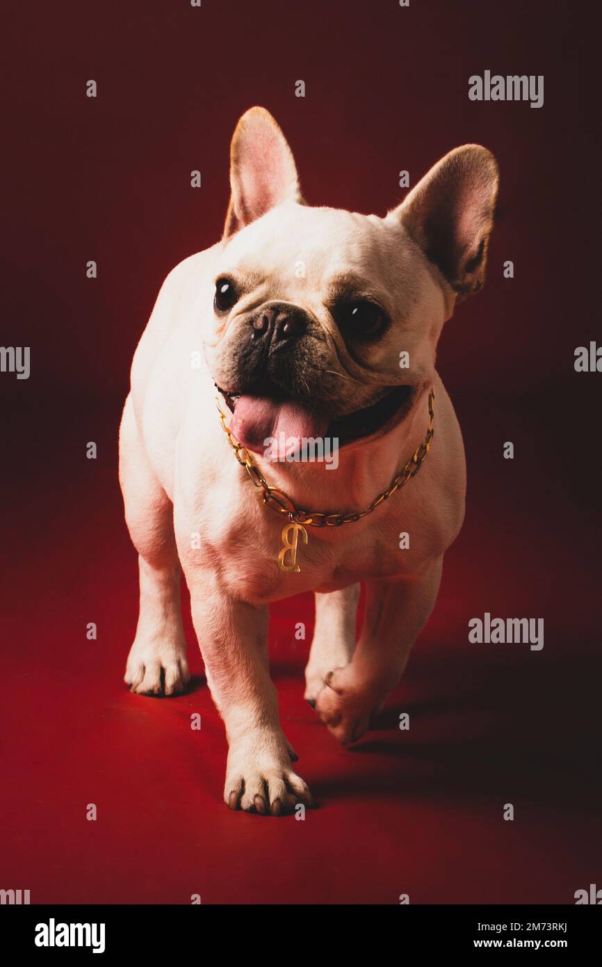 A vertical shot of adorable French Bulldog walking on red carpet in the ...