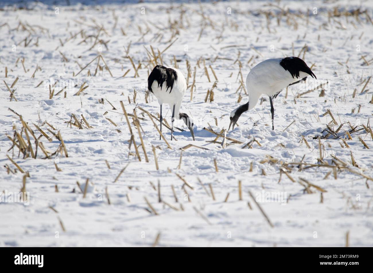 Red-crowned cranes Grus japonensis searching for food on a snowy meadow ...