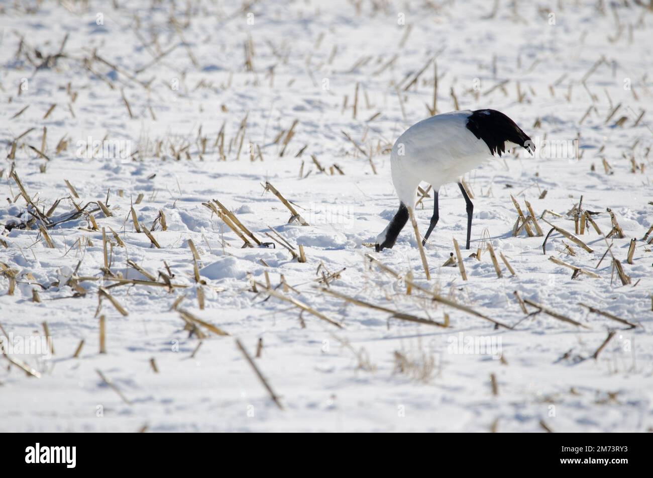 Red-crowned crane Grus japonensis searching for food on a snowy meadow ...