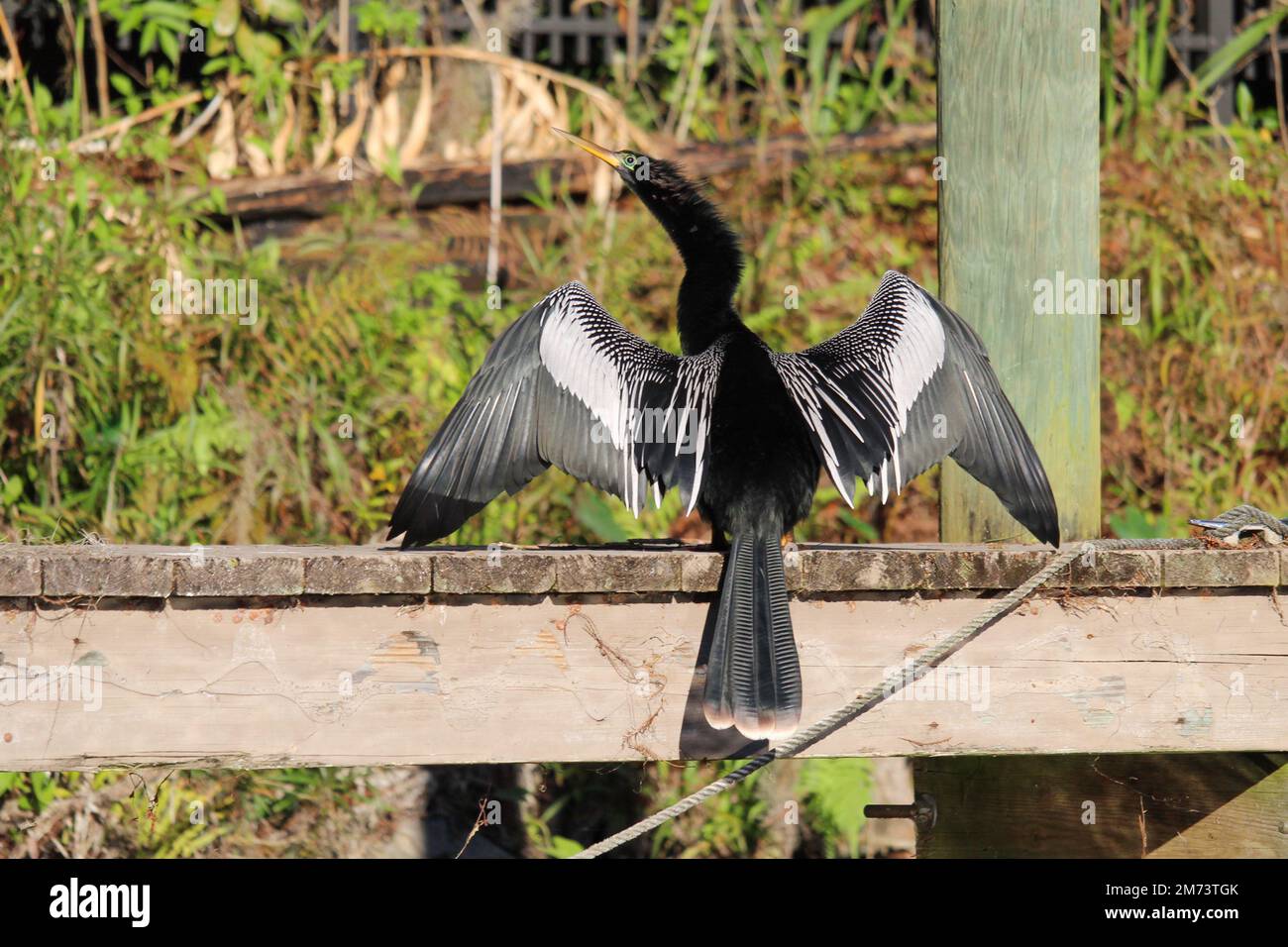 A close-up shot of an anhinga snake bird with spread wings in sunlight ...