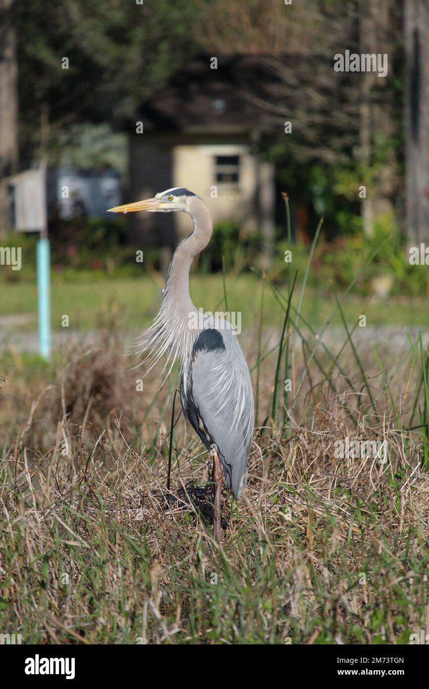 A vertical shot of a great blue heron standing tall on a grass in ...