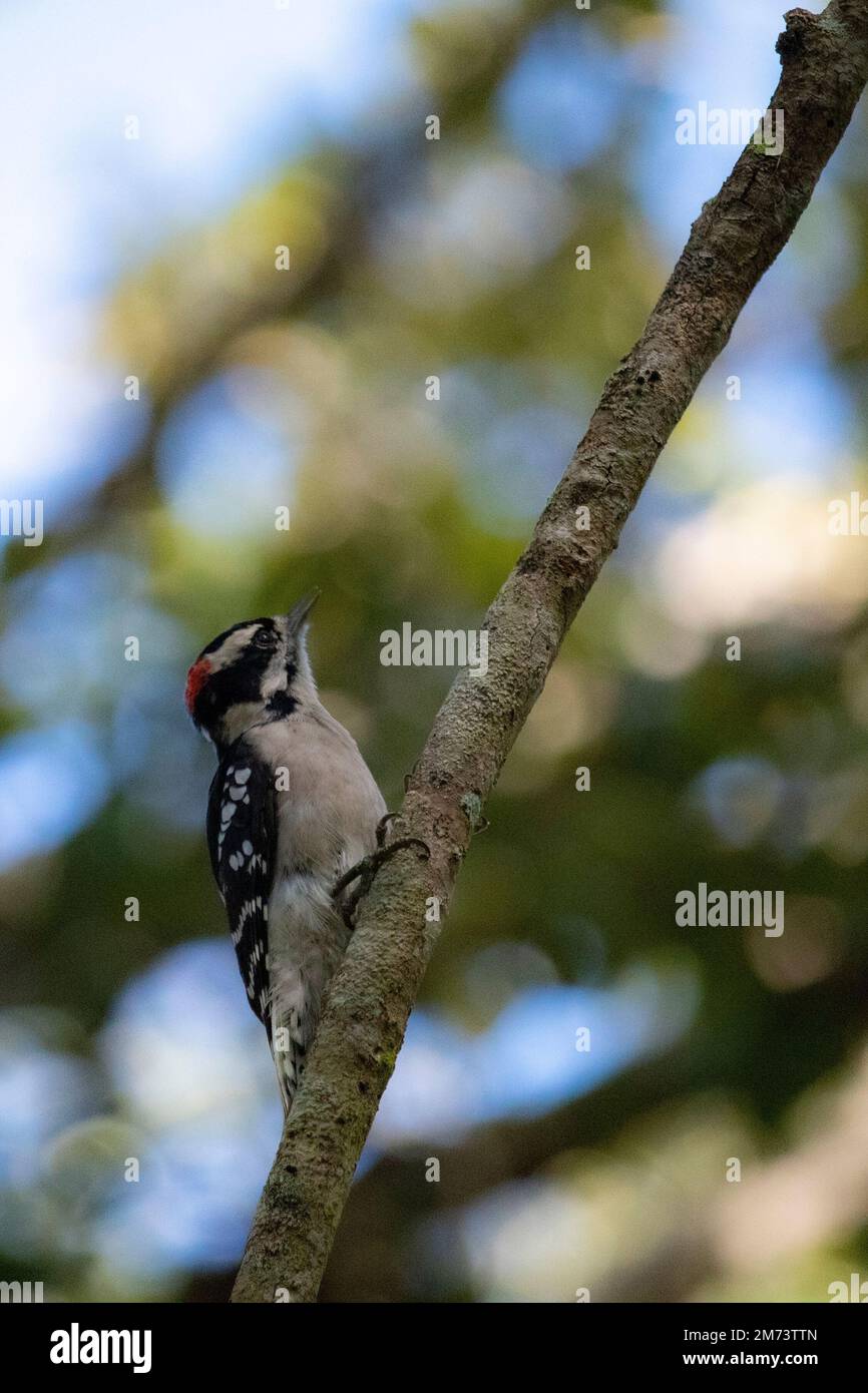A vertical shot of a downy woodpecker on a branch with blurry ...