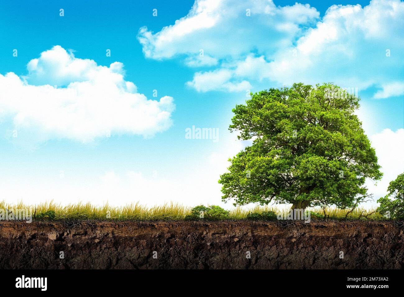 Soil cross section illustration hi-res stock photography and images - Alamy