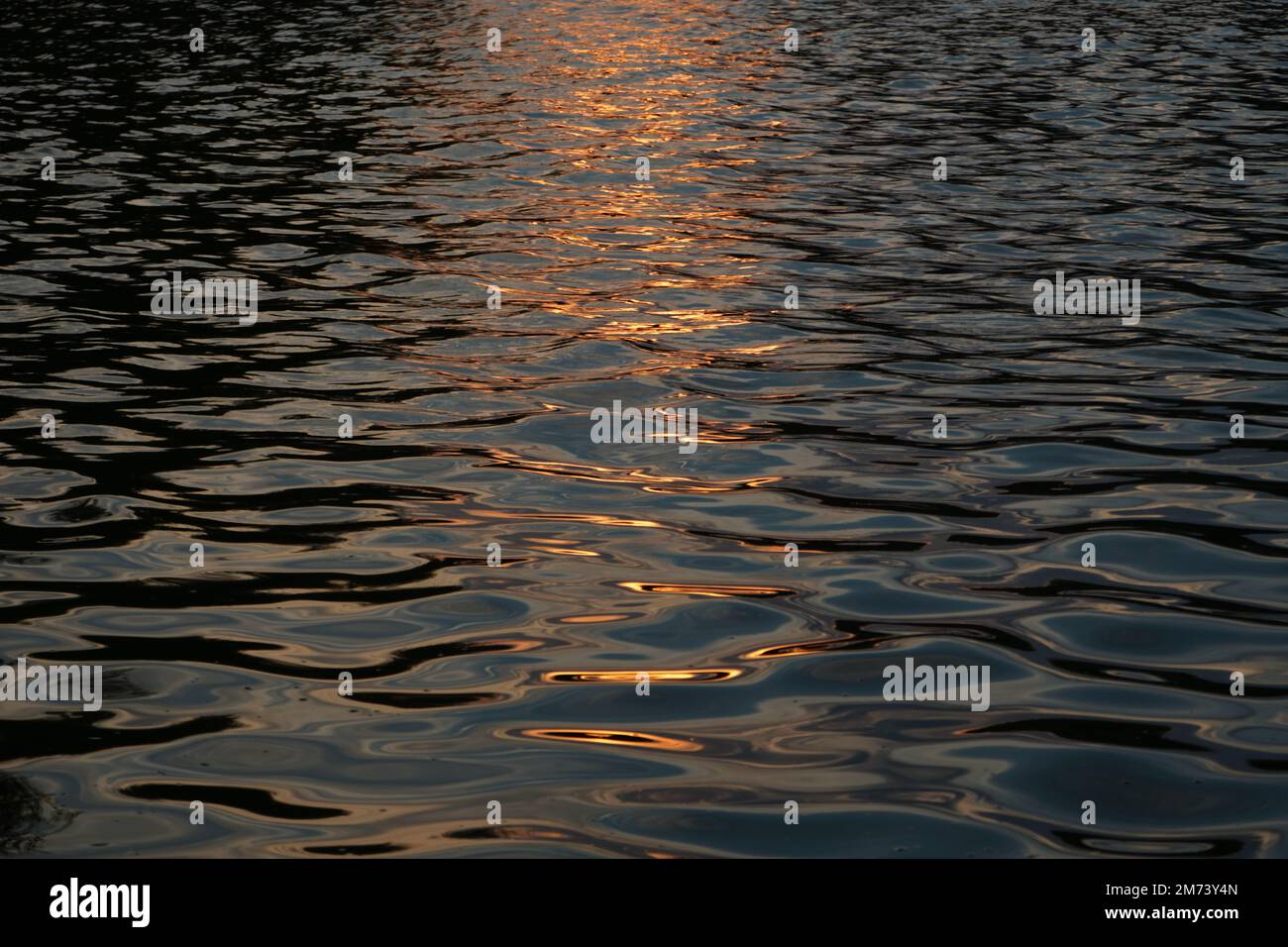 Dark blue water surface with ripples and golden sun light reflected on it at sunset. Natural ...