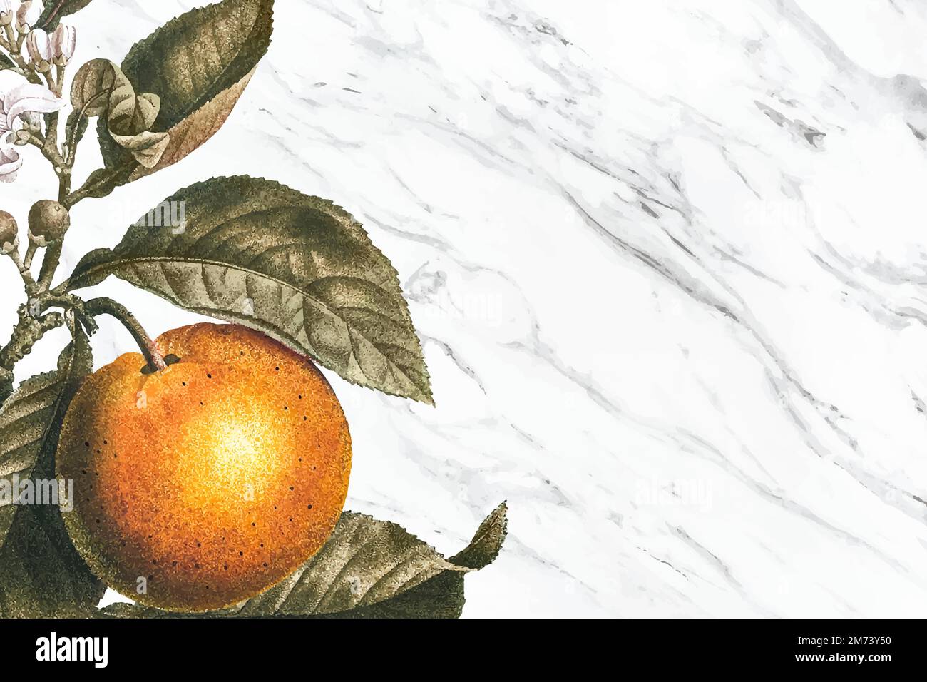 Tropical oranges on a marble texture vector Stock Vector Image & Art ...