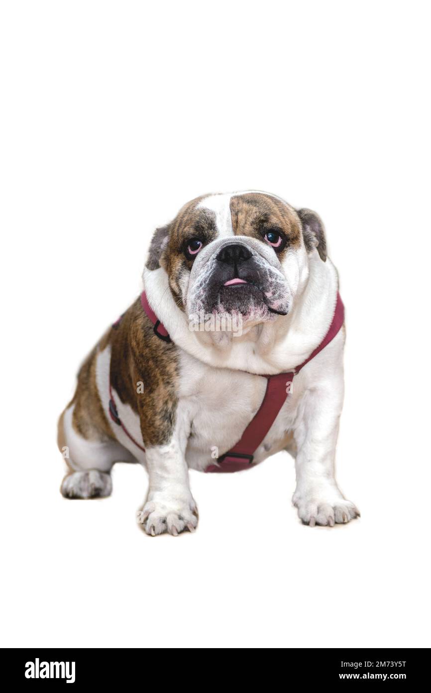 cute dog breed english bulldog sits and looks at the camera on a white ...