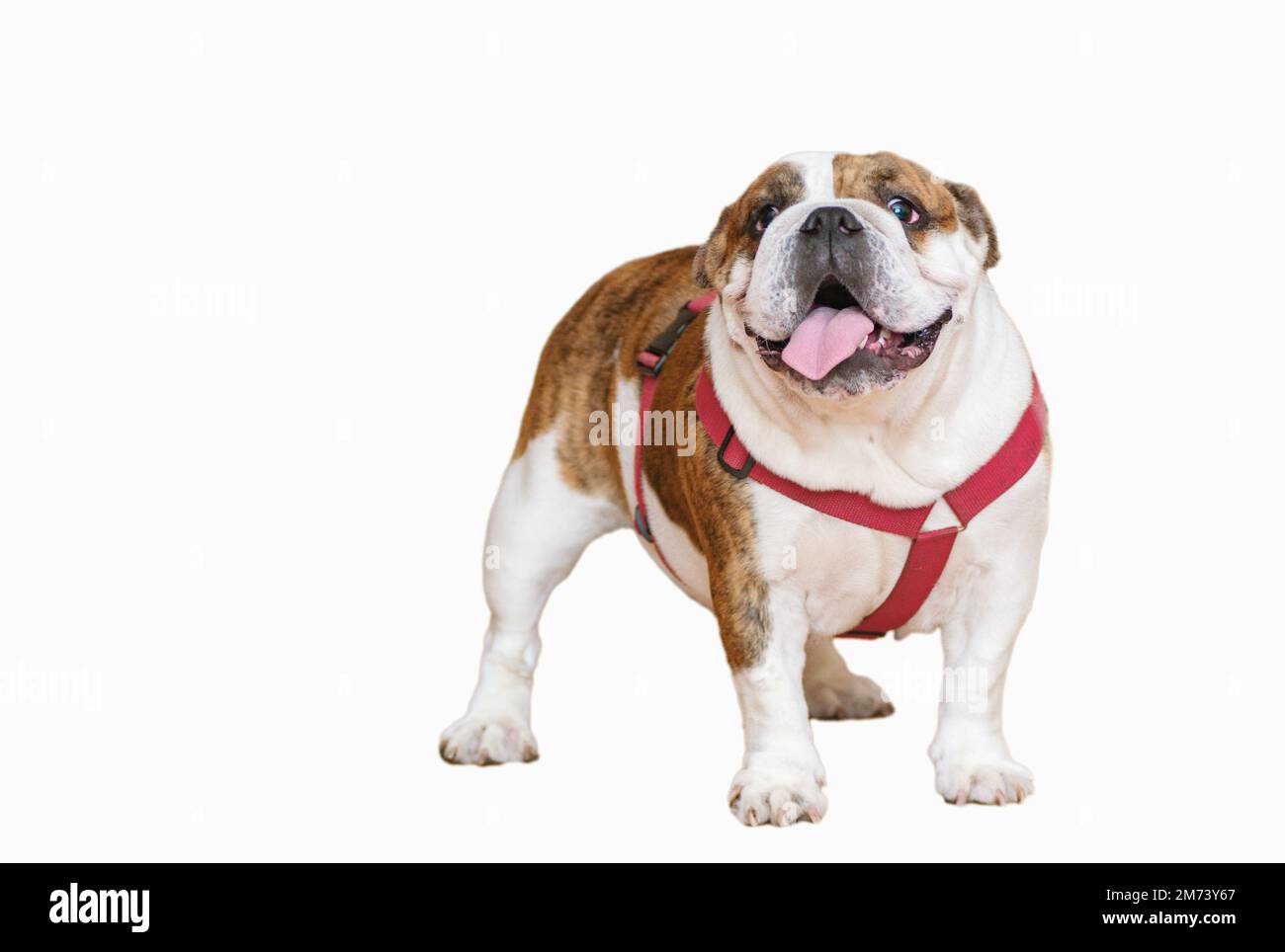 cute dog breed english bulldog stands in a rack and looks at the camera ...