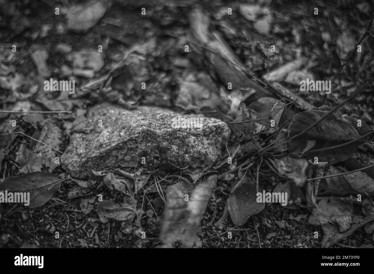 A grayscale of stone and dry autumn leaves on the forest ground Stock ...