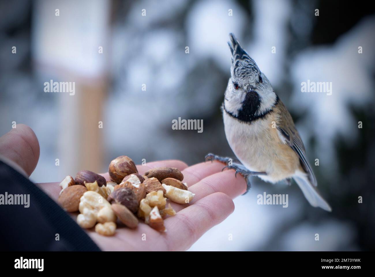 An adult hand offering nuts to a crested tit bird with blur background ...
