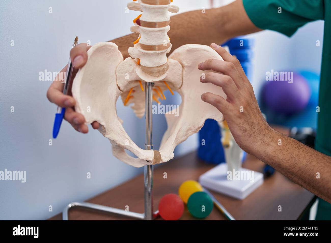 Young caucasian man physiotherapist touching anatomical model of spinal ...