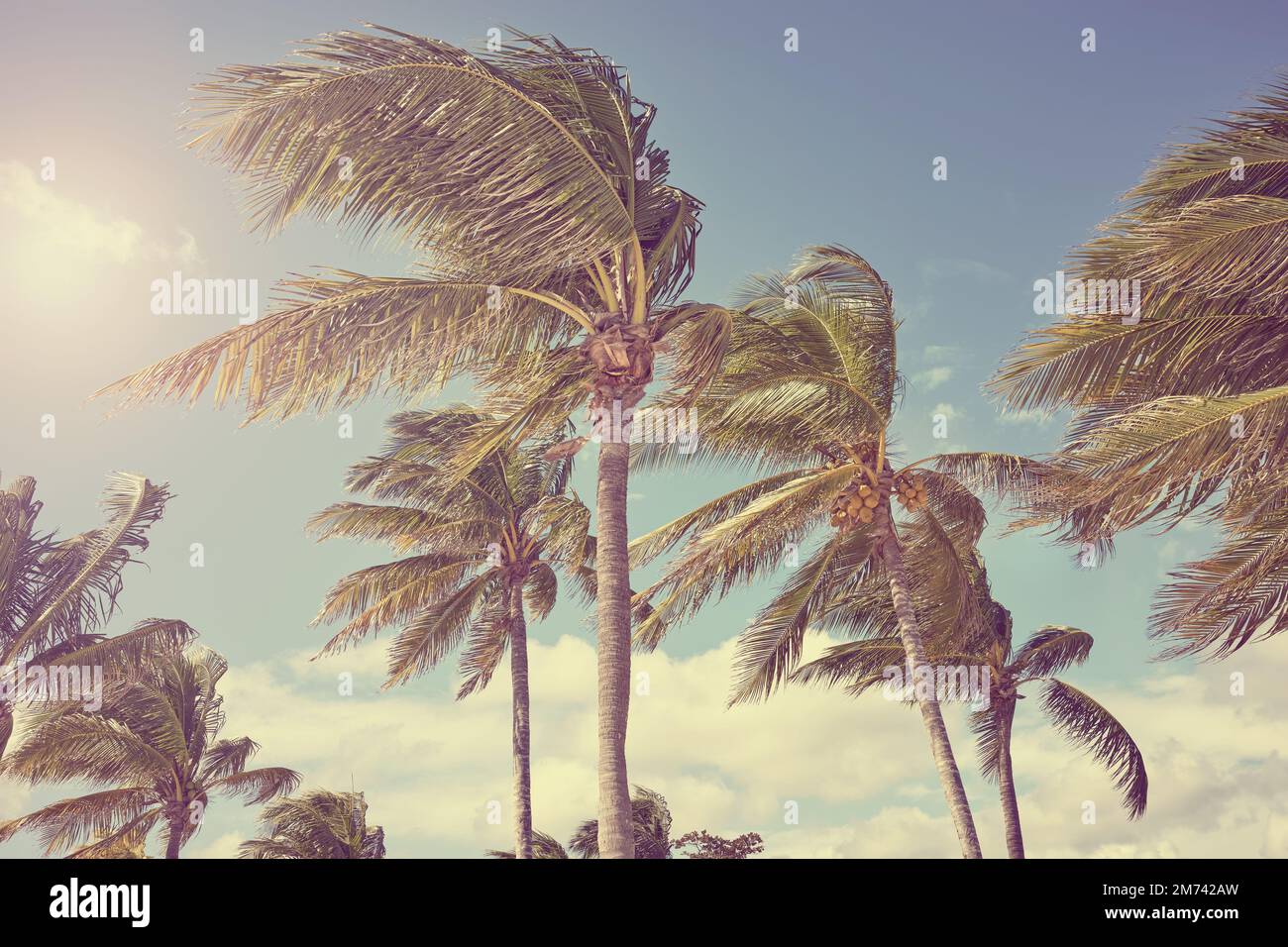 Coconut palm trees against the sky, color toning applied Stock Photo ...